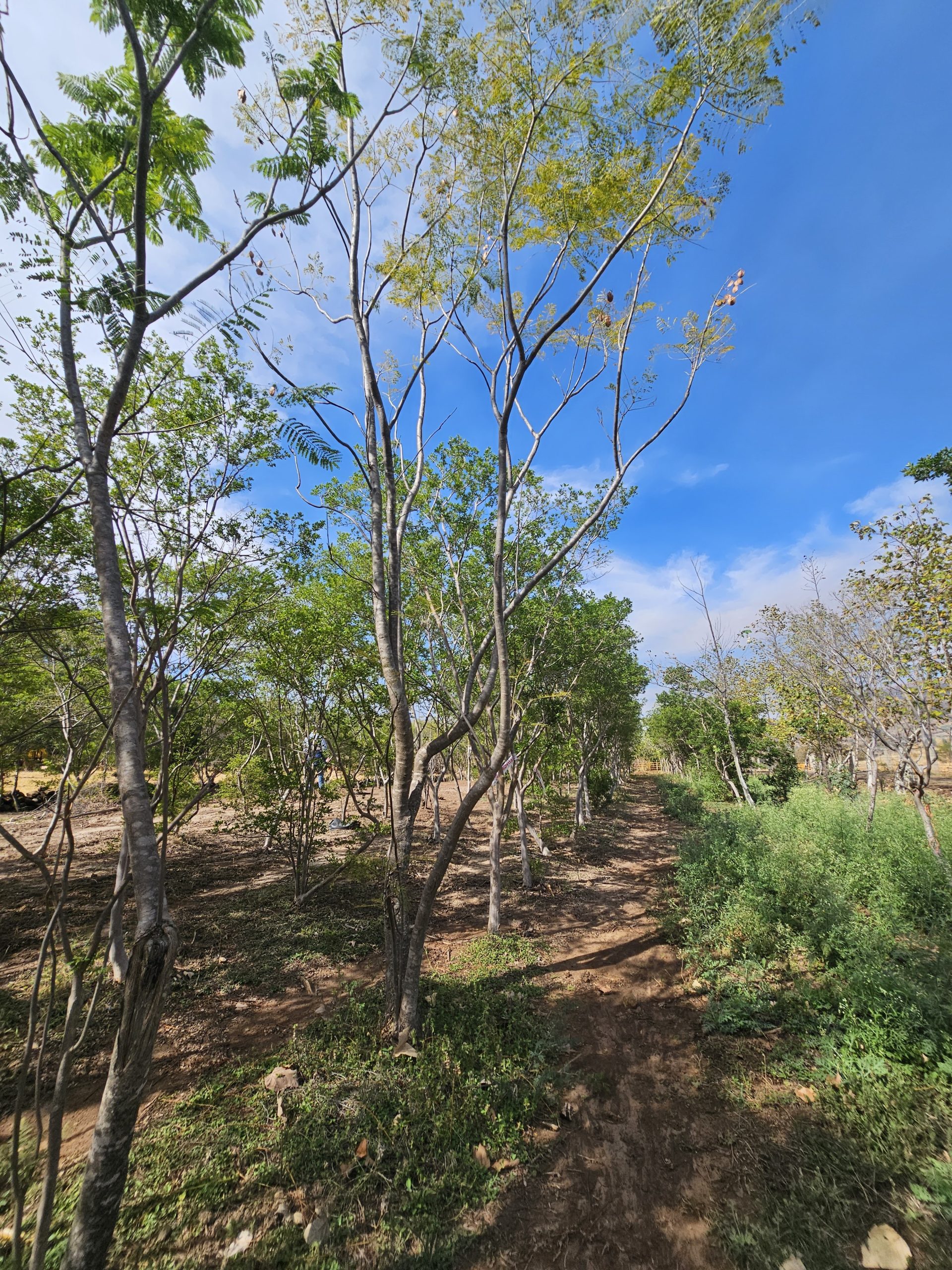 Tabachin - Árboles GDL